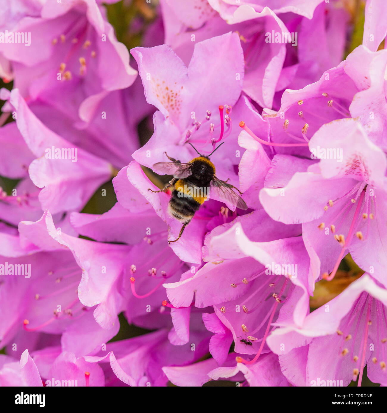 A close-up of a Bee Pollinating a Rhododendron flower Stock Photo - Alamy