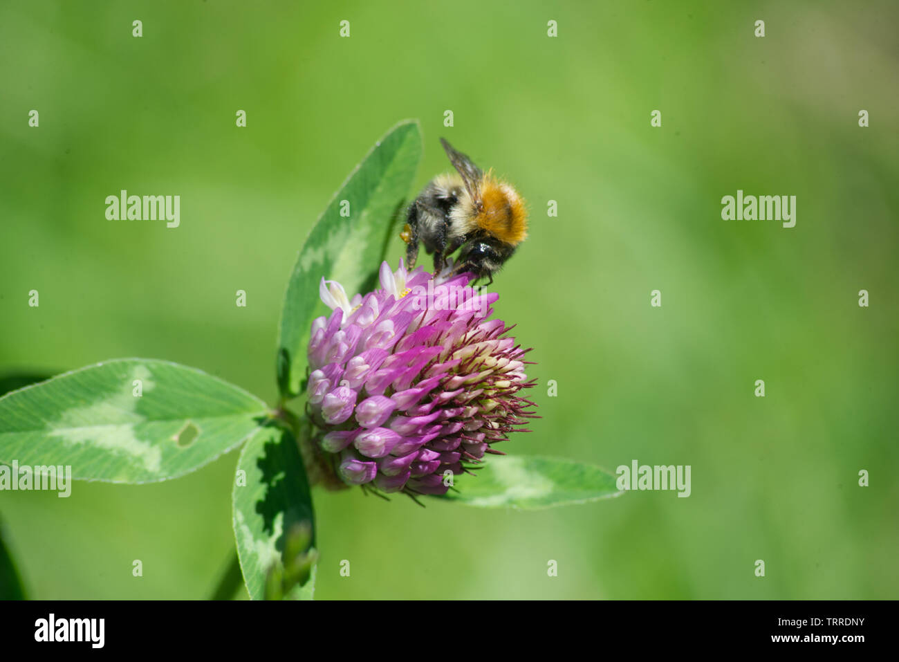 Bumble bee pollen hi-res stock photography and images - Alamy