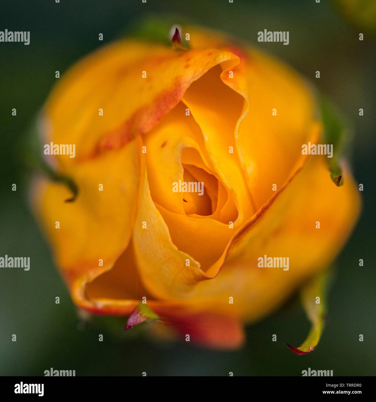 Open rose buds hi-res stock photography and images - Alamy