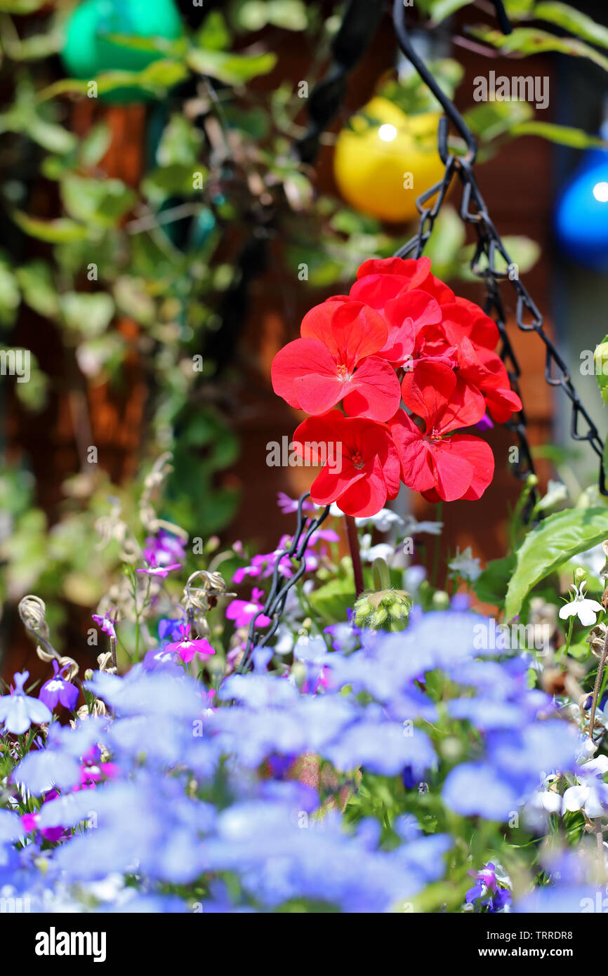 A red geranium (Pelargonium) growing in a hanging basket in an ...