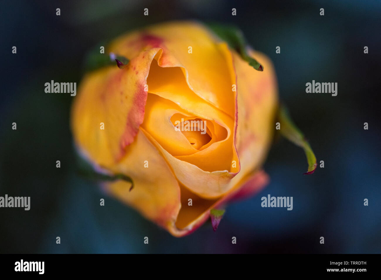 Open rose buds hi-res stock photography and images - Alamy