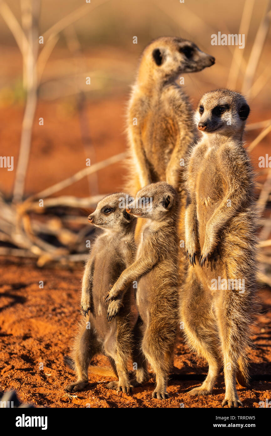 Desert morning safari hi-res stock photography and images - Alamy