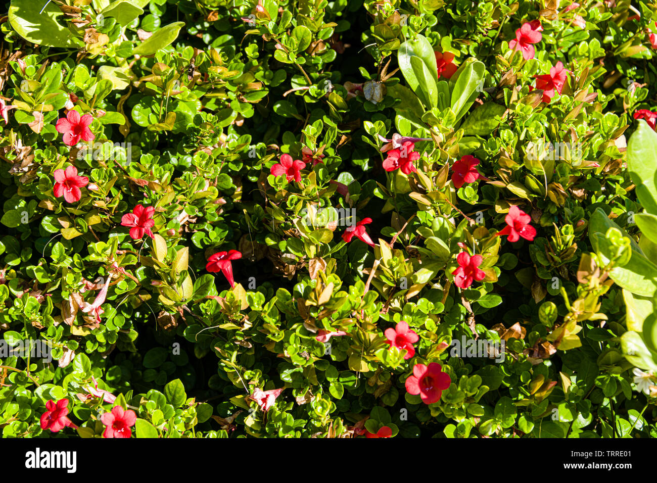 Red hawaii flowers hi-res stock photography and images - Alamy
