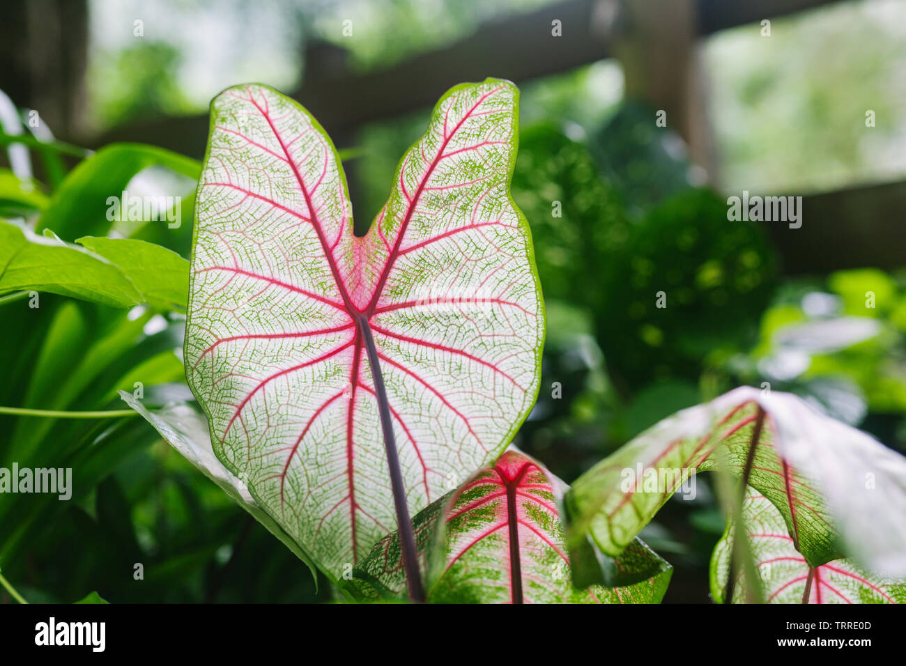 Taro Leaves Stock Photos & Taro Leaves Stock Images - Alamy