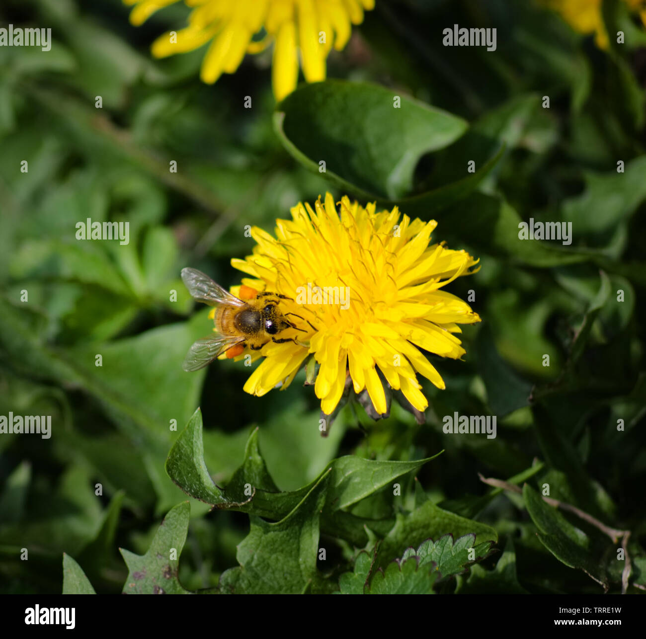 Buzz bee hi-res stock photography and images - Alamy