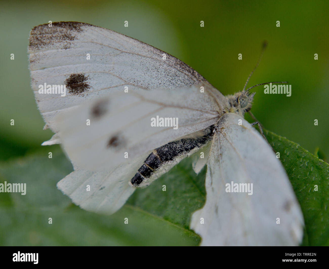 Broken Wing High Resolution Stock Photography and Images - Alamy