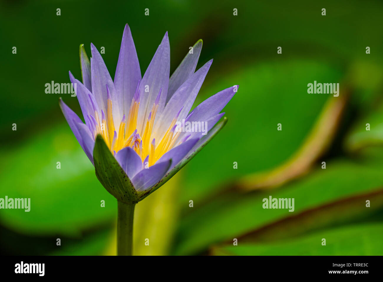 Egyptian Lotus High Resolution Stock Photography and Images - Alamy