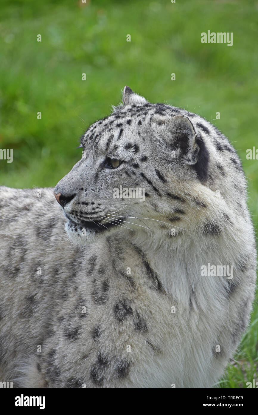 Snow Leopard - in Enclosure - Portrait Stock Photo - Alamy