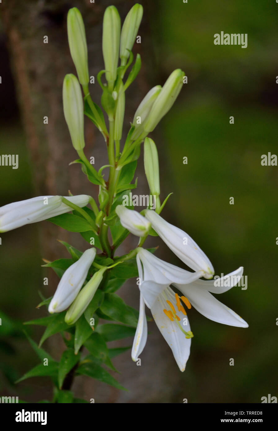 Madonna lily lilium candidum hi-res stock photography and images - Alamy