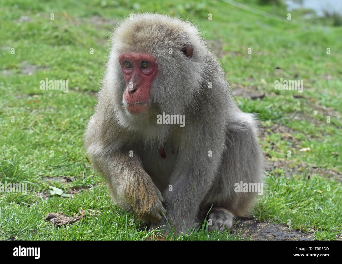 Sitting monkey hi-res stock photography and images - Alamy