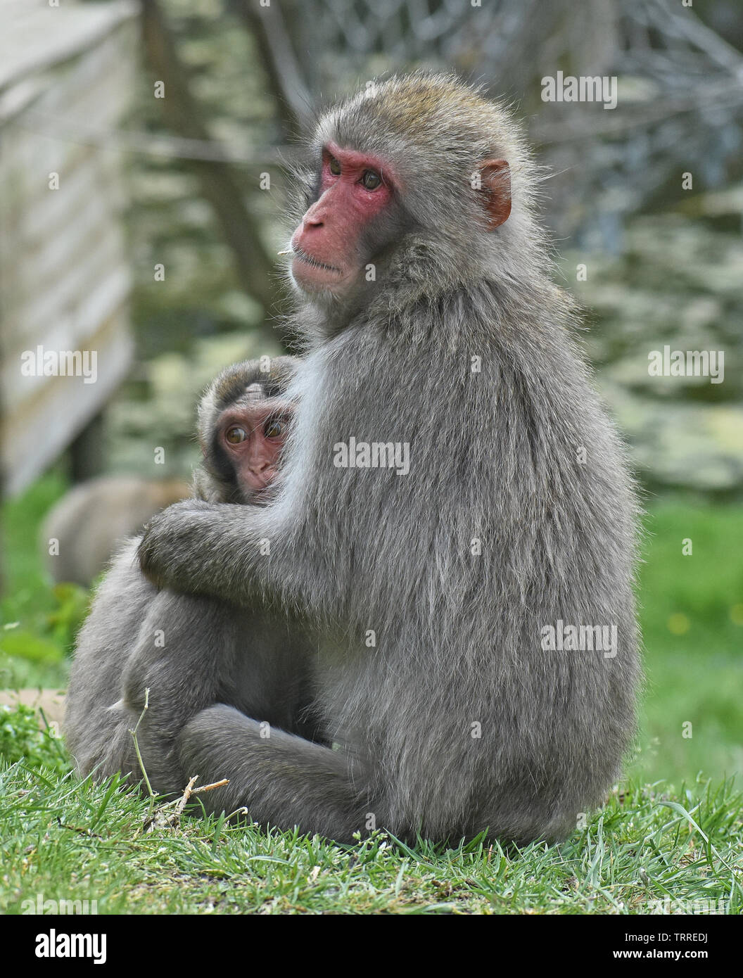 Sitting monkey hi-res stock photography and images - Alamy