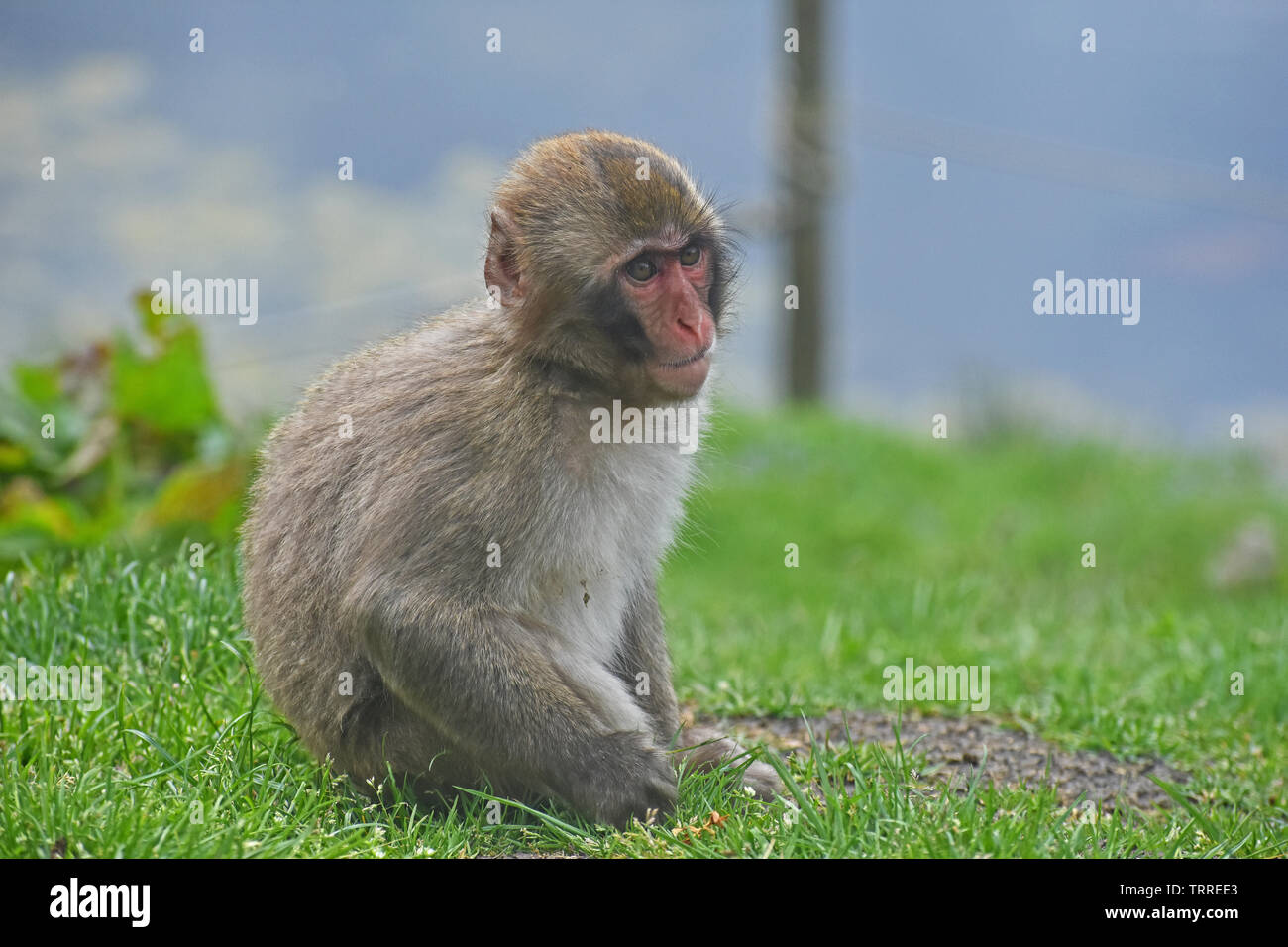 Sitting monkey hi-res stock photography and images - Alamy