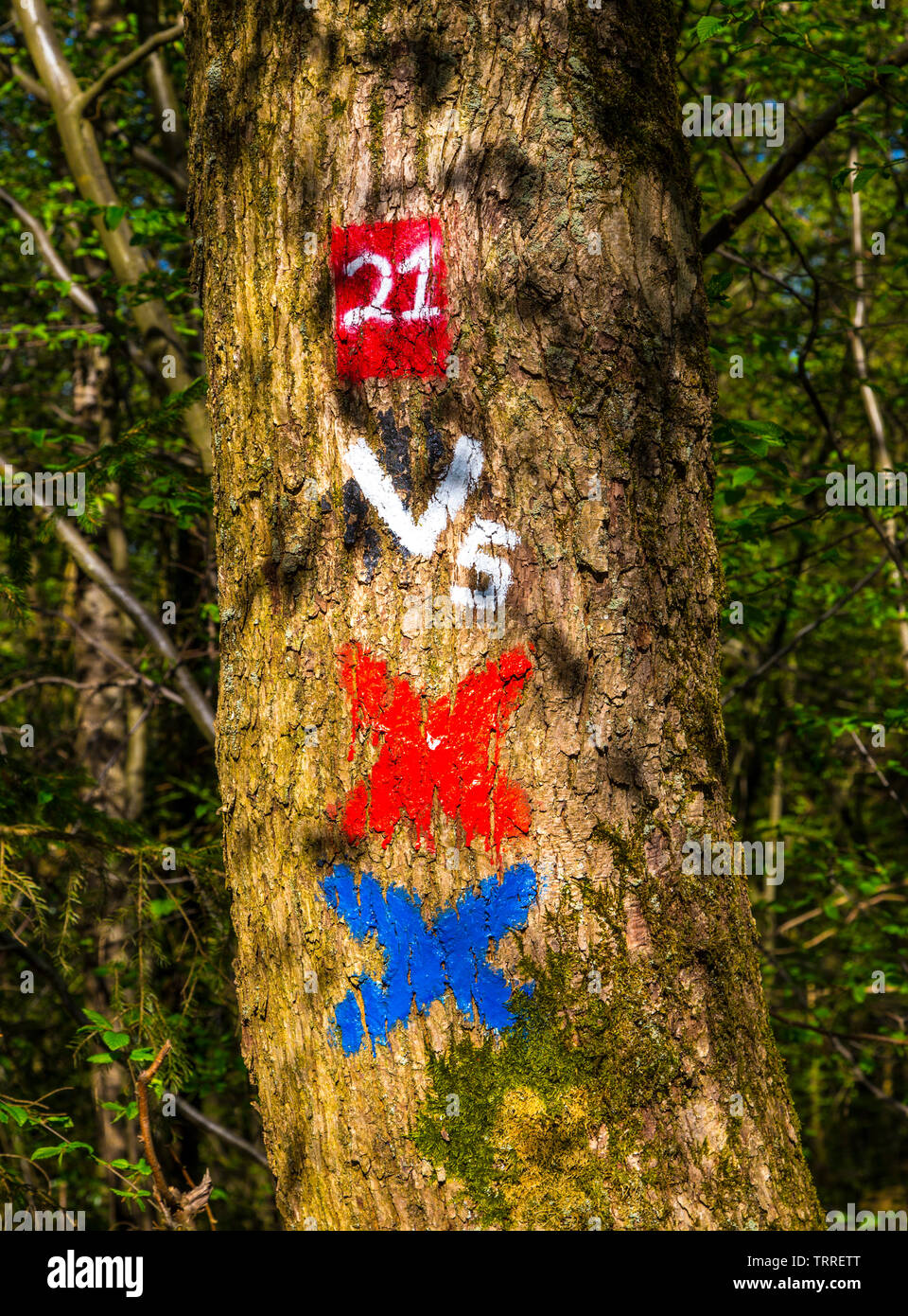 Route markings on tree trunk Stock Photo - Alamy