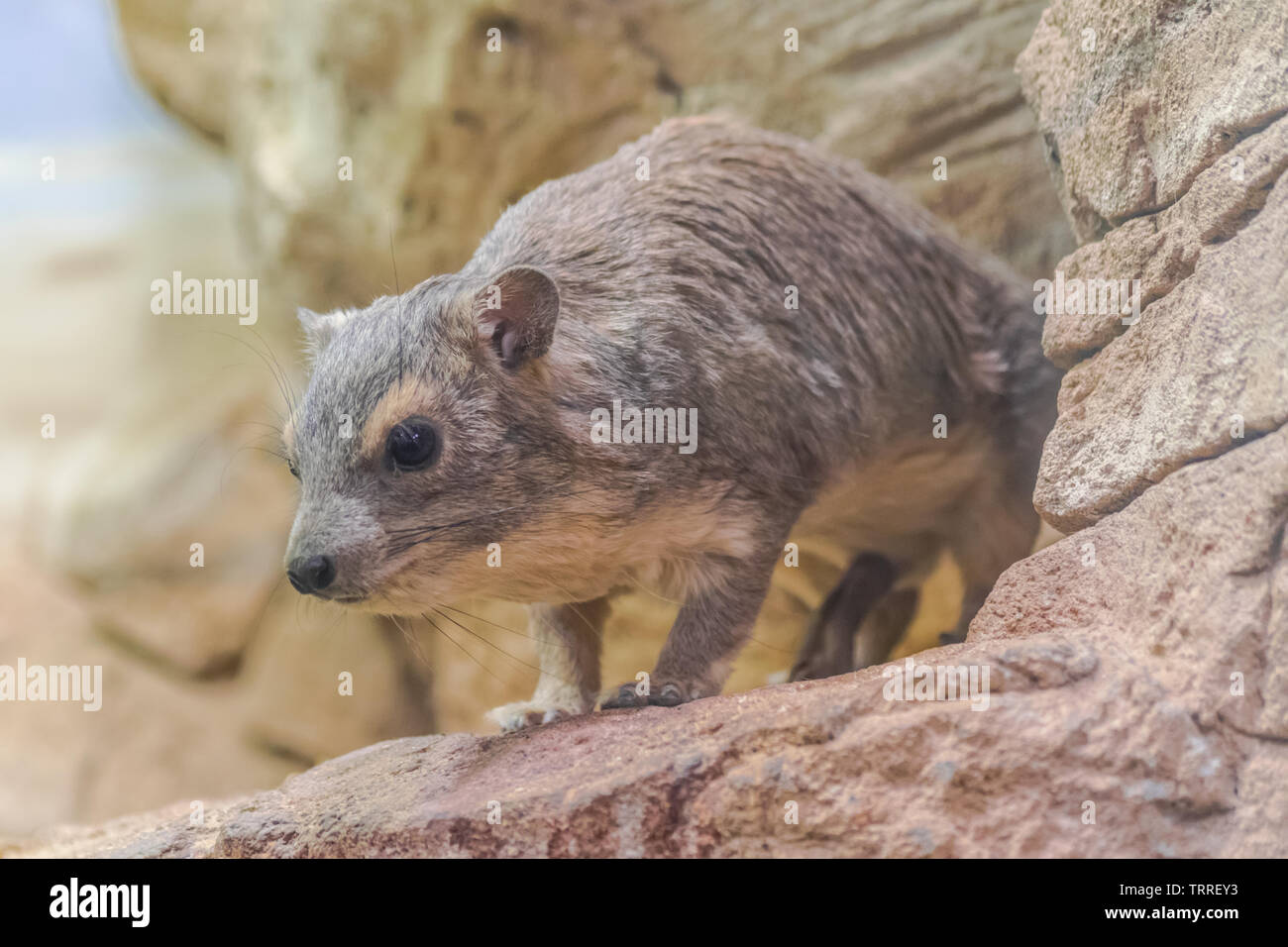 Bush Hyrax (Heterohyrax brucei) portrait with rocks background Stock ...