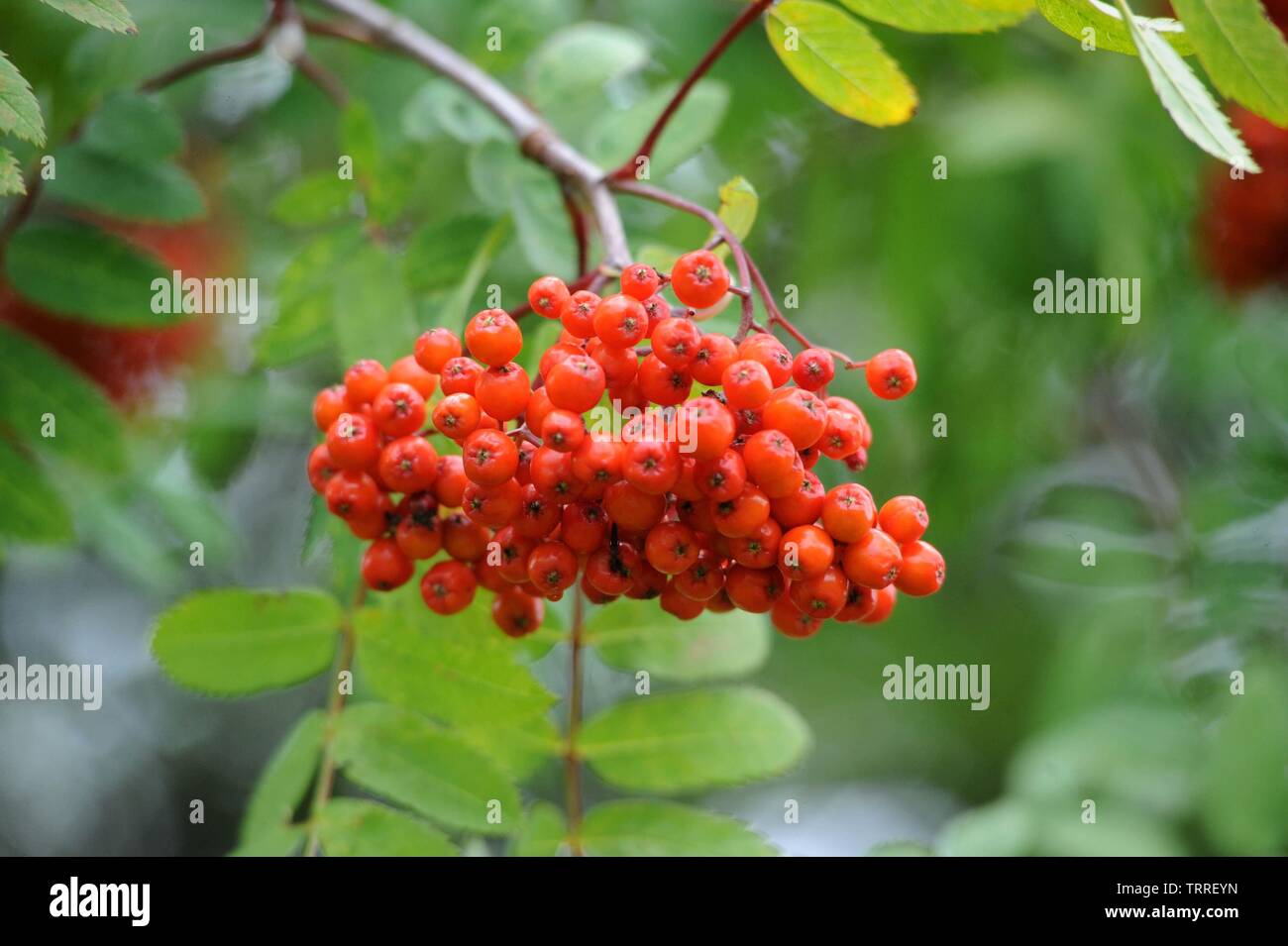 Scottish scotland berry ripe hi-res stock photography and images - Alamy