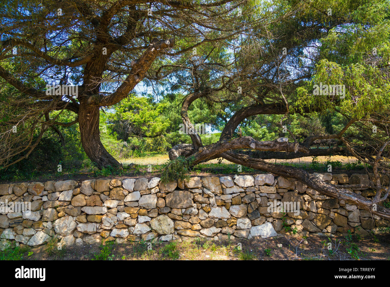 Shady backdrop hi-res stock photography and images - Alamy