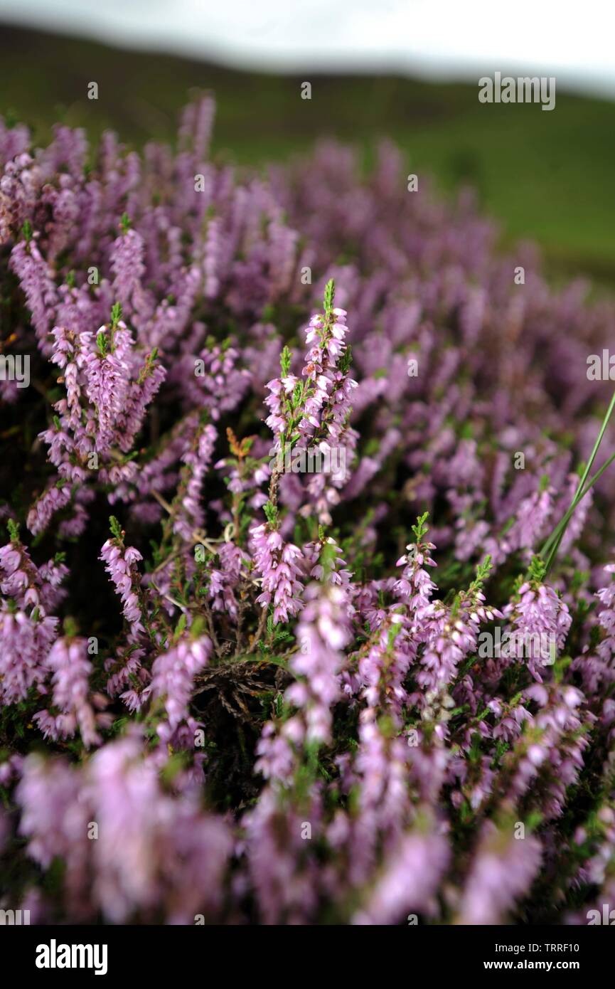 Heather and berries hi-res stock photography and images - Alamy