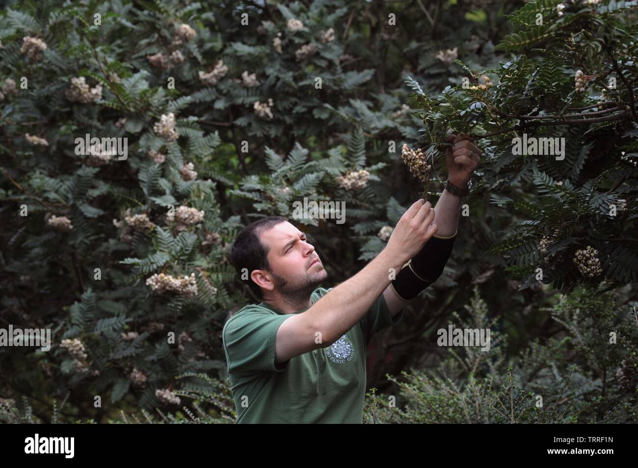 Heather And Berries High Resolution Stock Photography and Images - Alamy