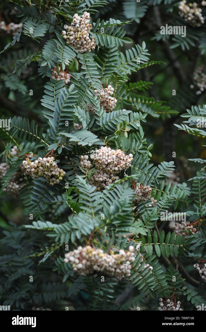 Heather food plant hi-res stock photography and images - Alamy