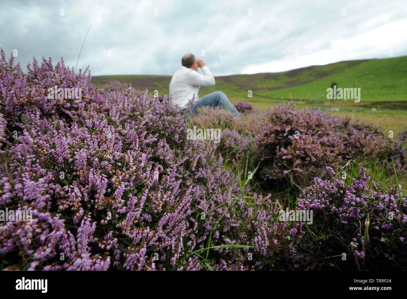 Scottish scotland berry ripe hi-res stock photography and images - Alamy