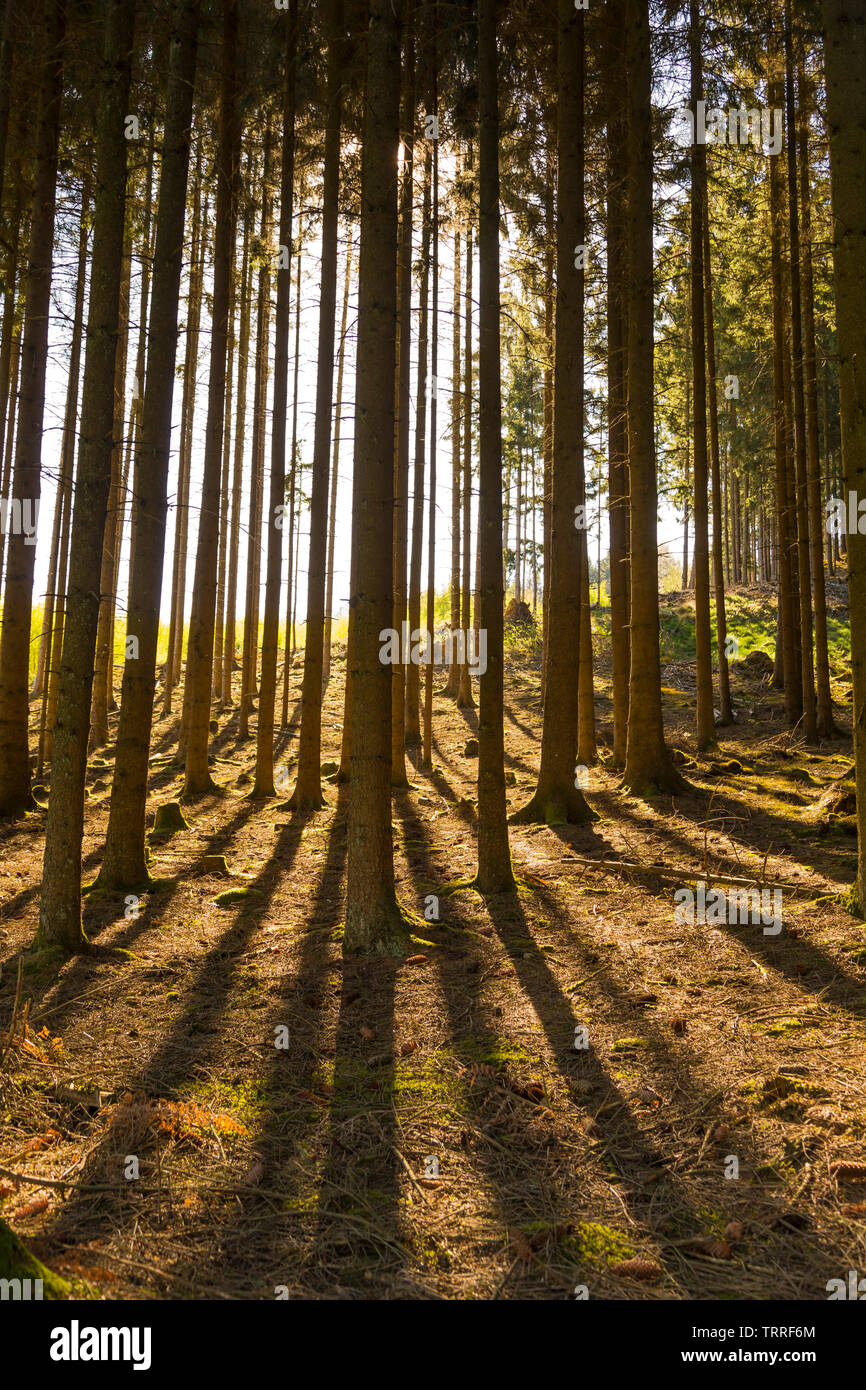 Sunlight through trees Stock Photo - Alamy