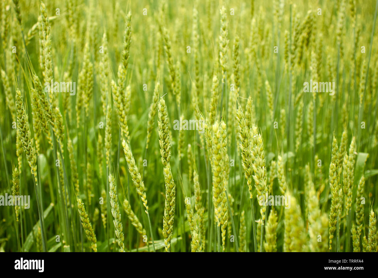 Winter rye hi-res stock photography and images - Alamy