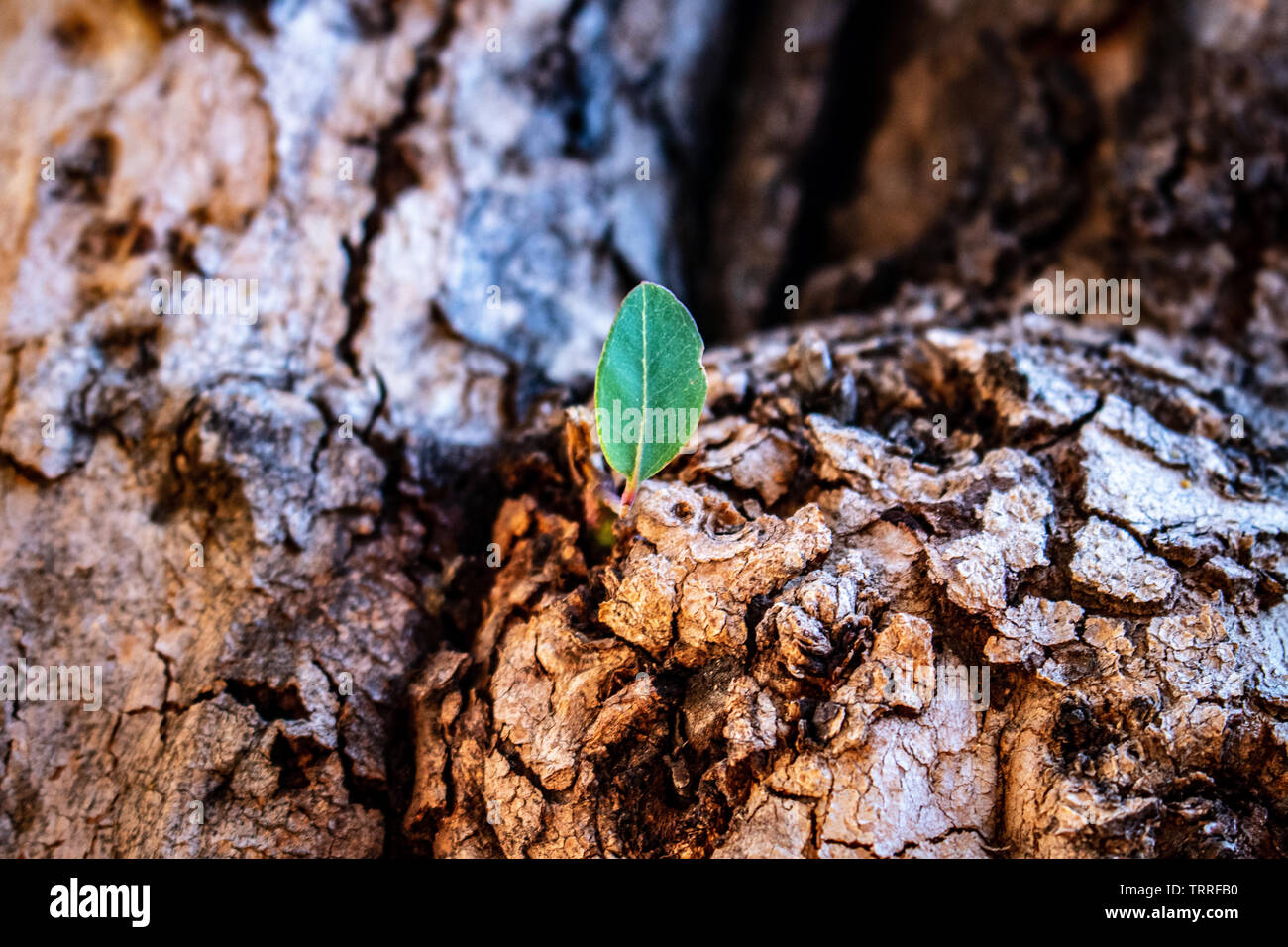 Young plant sprouting from hi-res stock photography and images - Alamy
