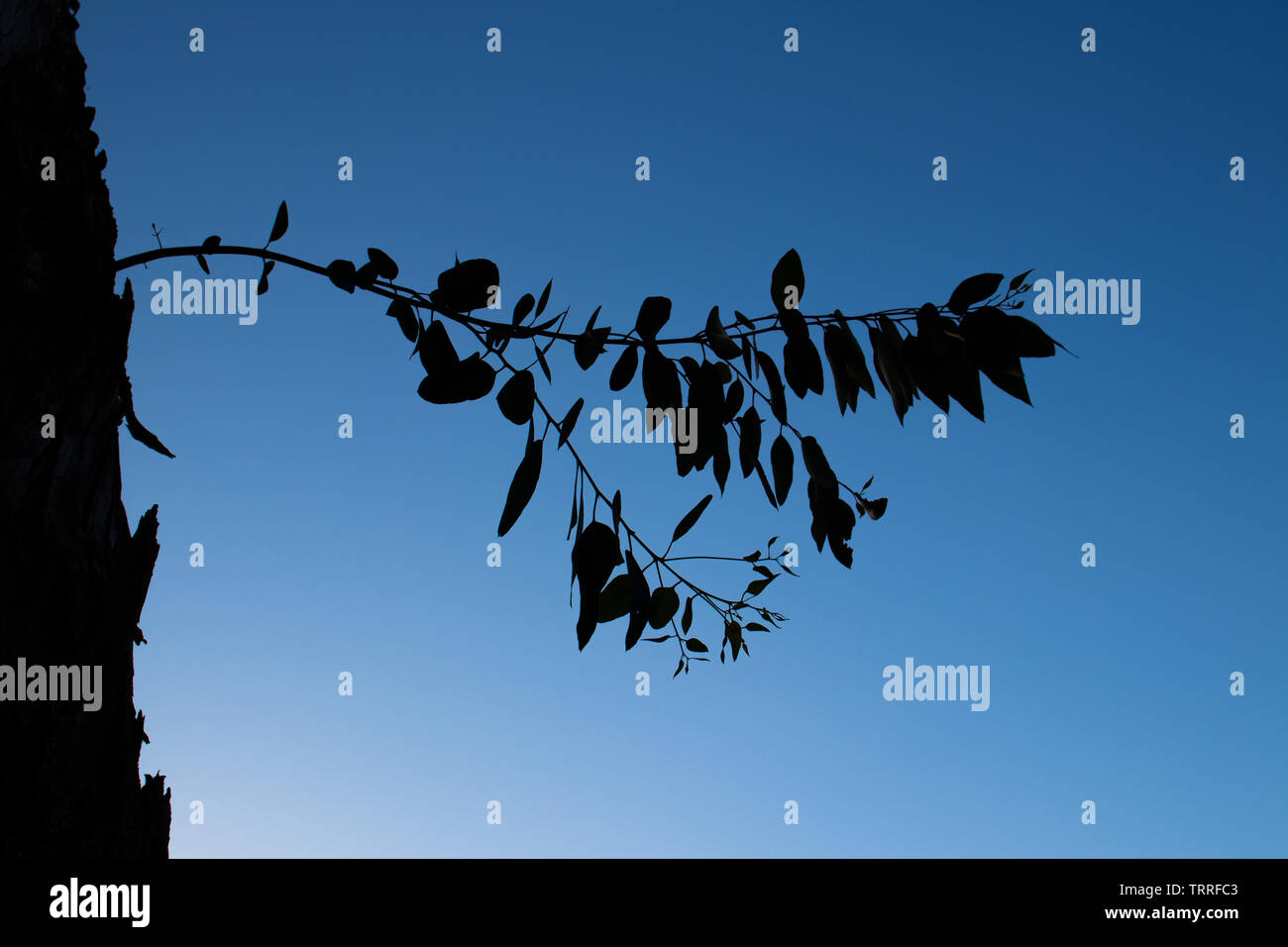 Deep silhouette of a branch sprouting from a tree Stock Photo - Alamy