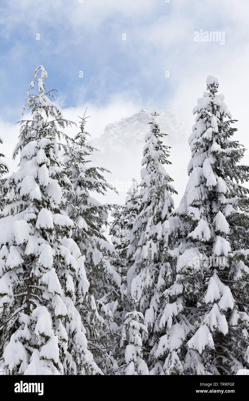 Pine trees with heavy snow and partial blue skies in the Cascade ...