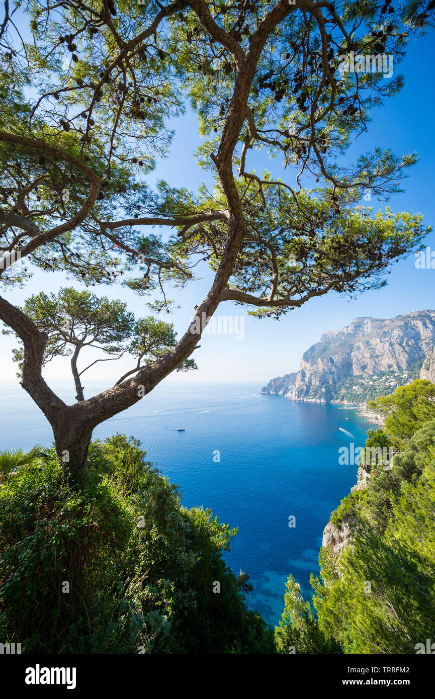 Bright scenic view through Mediterranean pine trees of the the iconic ...