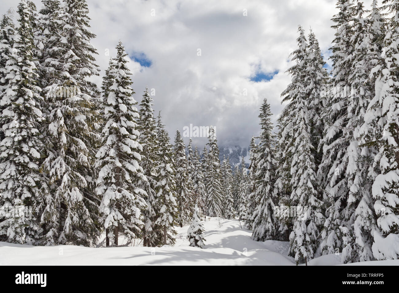 A beautiful forest scene in winter with pine trees heavy with snow in ...