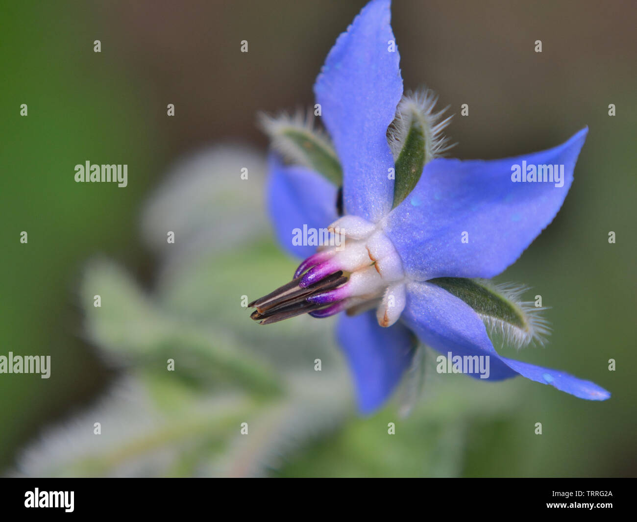 Blue borage flower(Borago officinalis Stock Photo - Alamy