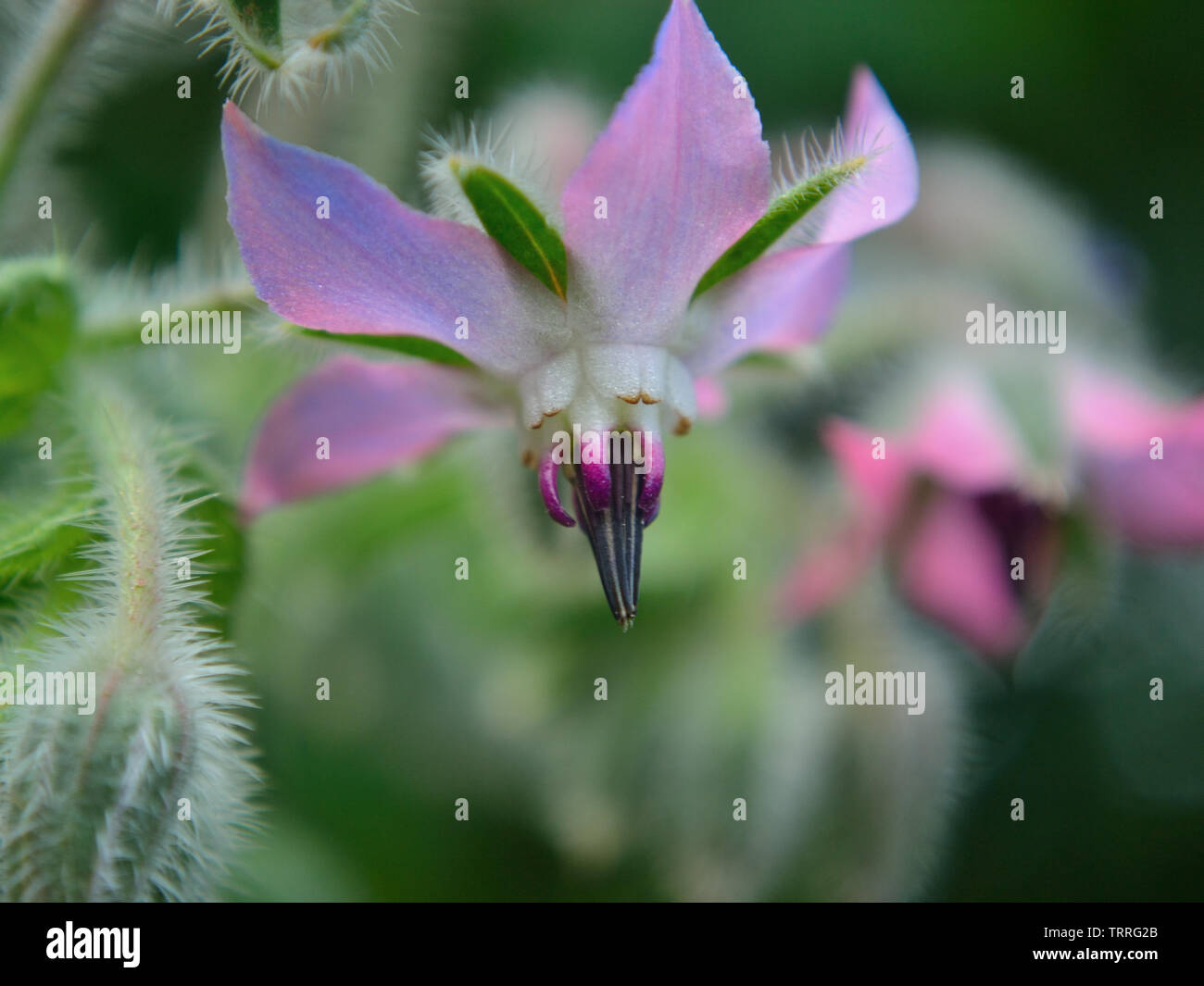 Borage pink hi-res stock photography and images - Alamy