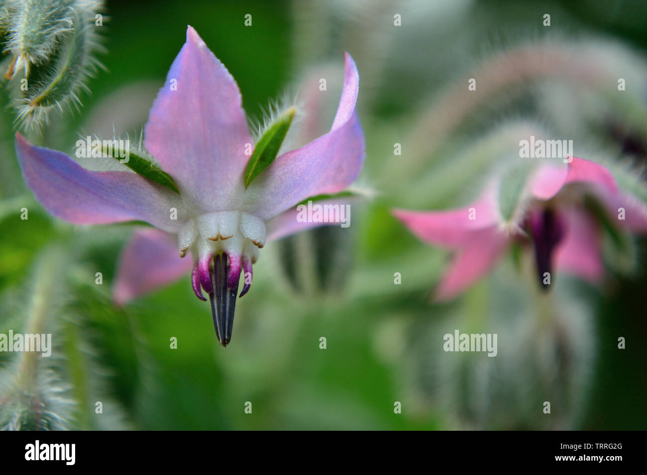 Borage pink hi-res stock photography and images - Alamy