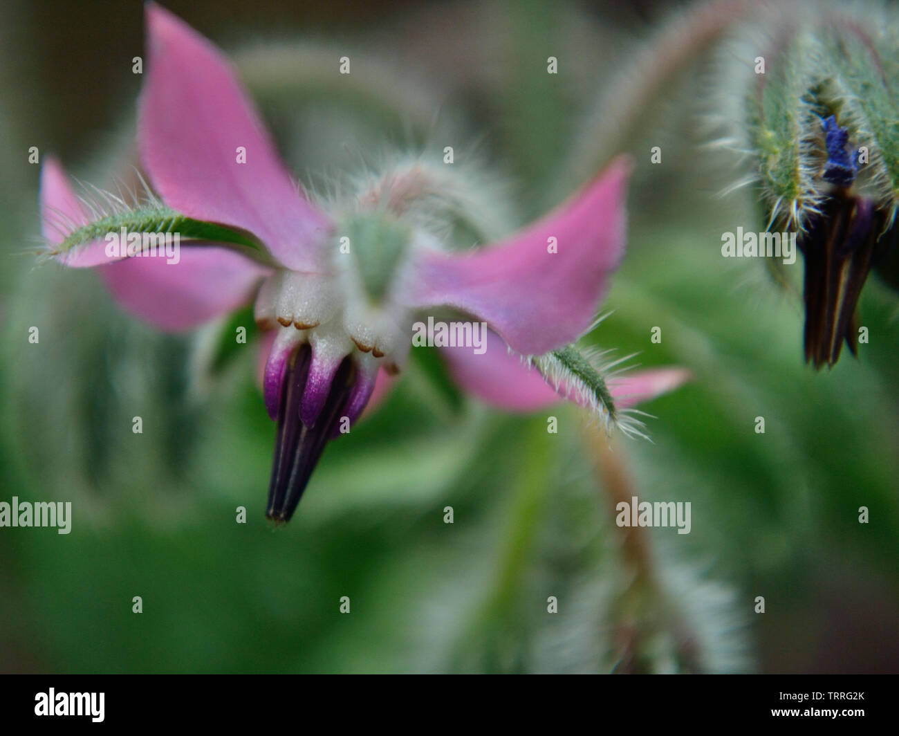 Borage pink hi-res stock photography and images - Alamy