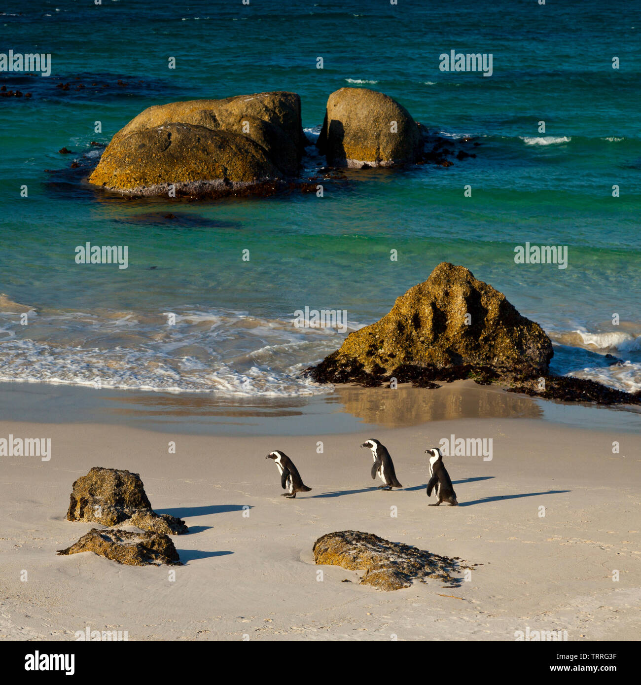 AFRICAN PENGUIN, False Bay, South Africa, Africa Stock Photo - Alamy