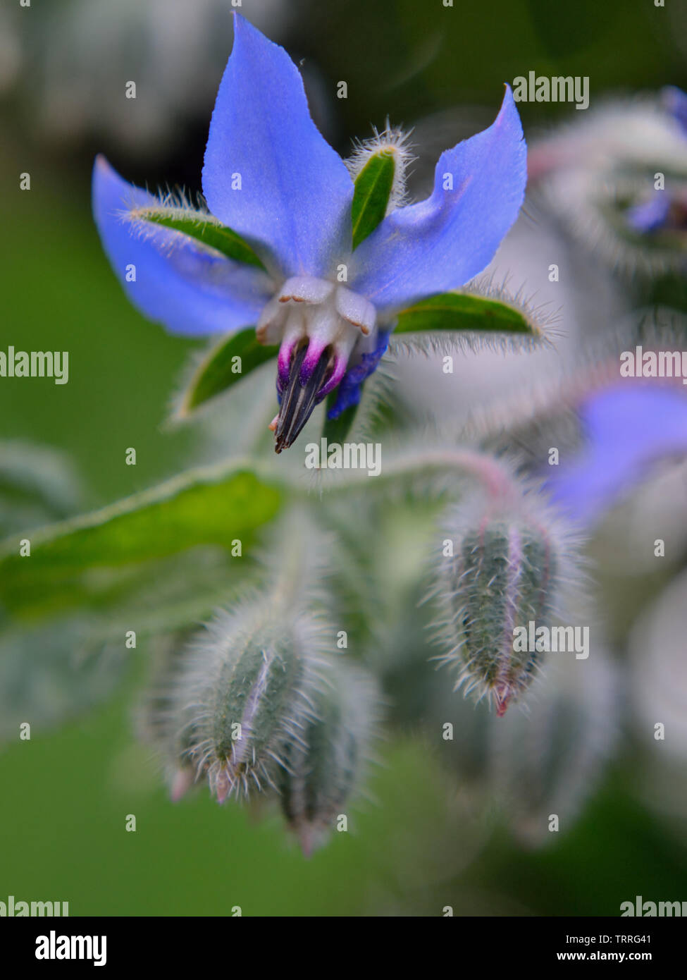 Blue borage flower (Borago officinalis) in the garden Stock Photo - Alamy