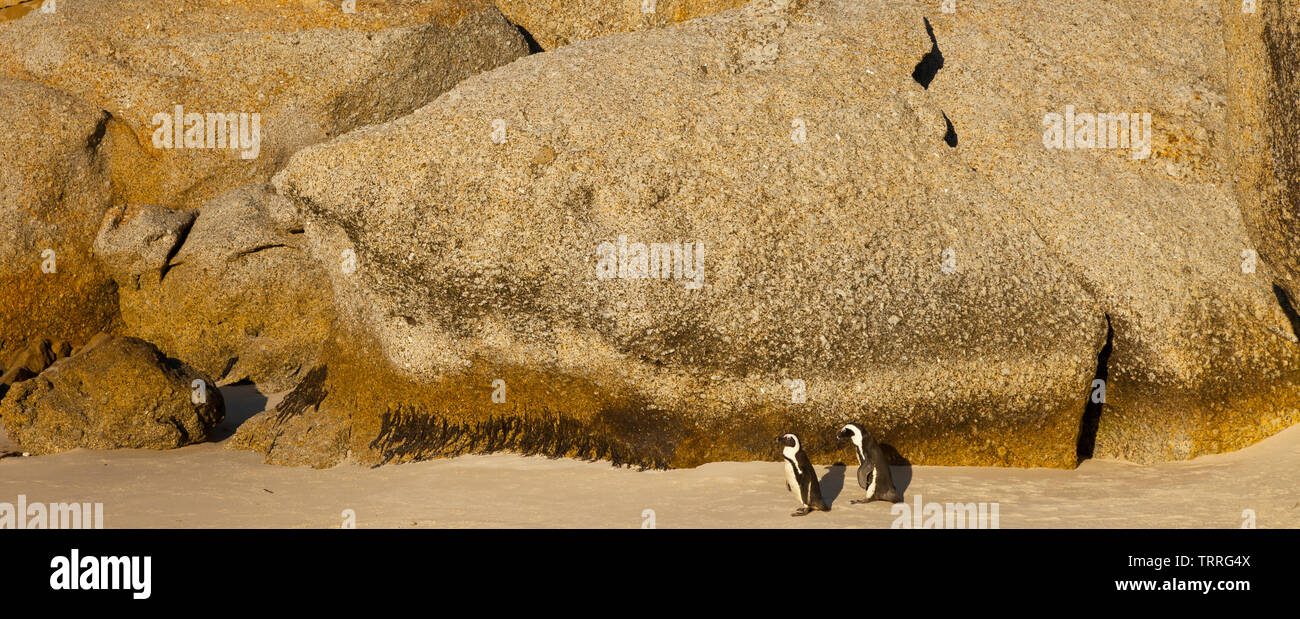 AFRICAN PENGUIN, False Bay, South Africa, Africa Stock Photo - Alamy