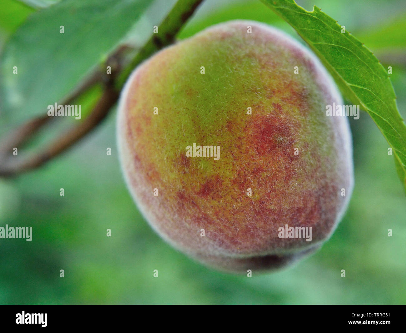 Peach fruit orchard hi-res stock photography and images - Alamy