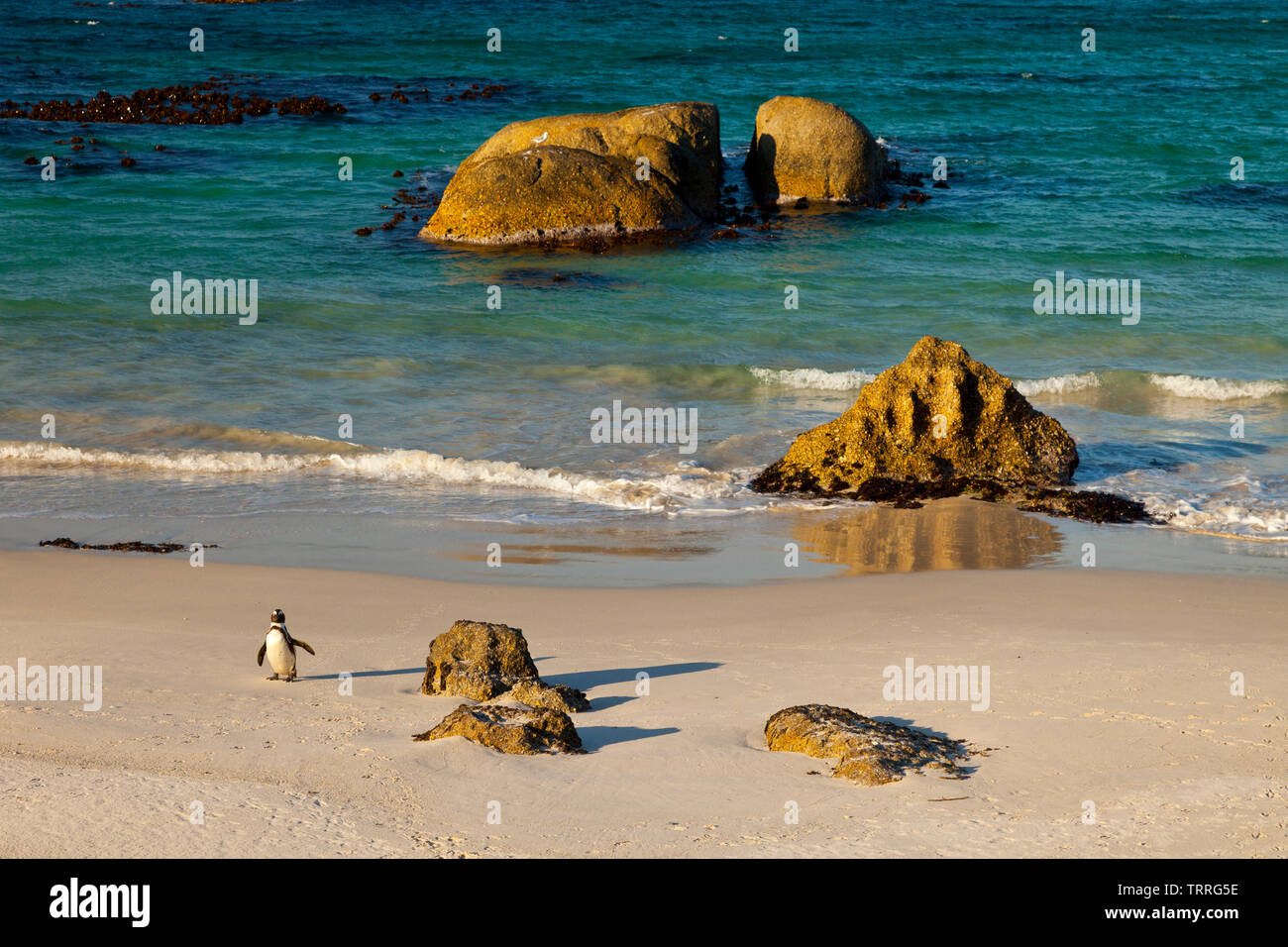 AFRICAN PENGUIN, False Bay, South Africa, Africa Stock Photo - Alamy
