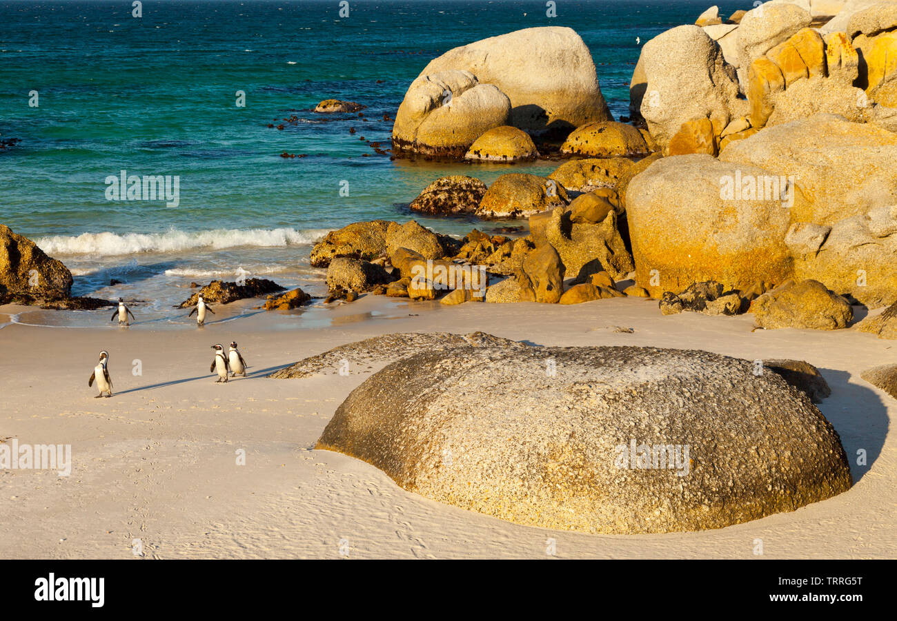 AFRICAN PENGUIN, False Bay, South Africa, Africa Stock Photo - Alamy