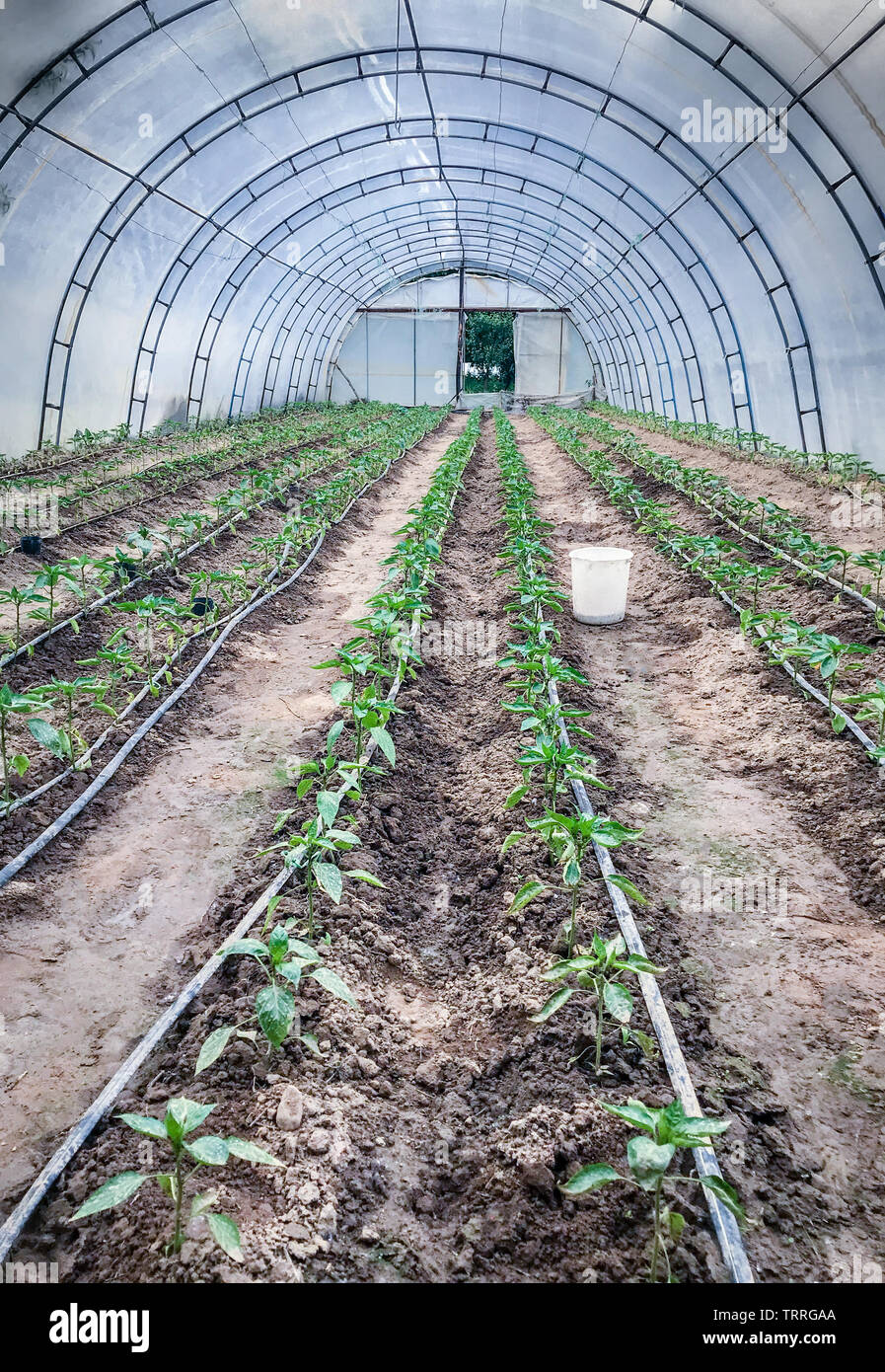 Inside of the paprika, pepper greenhouse.View on young growing plants ...