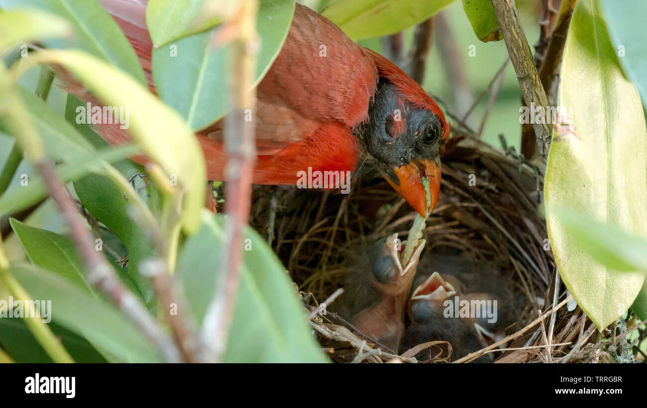 A very red colored male cardinal bird is feeding his two day old chicks ...