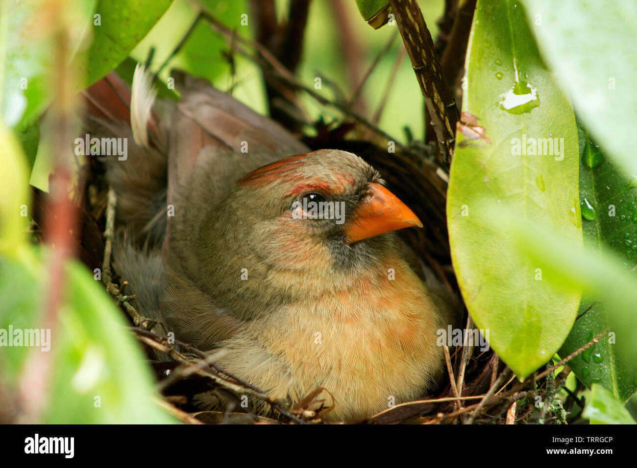 Cardinal Nest High Resolution Stock Photography and Images - Alamy