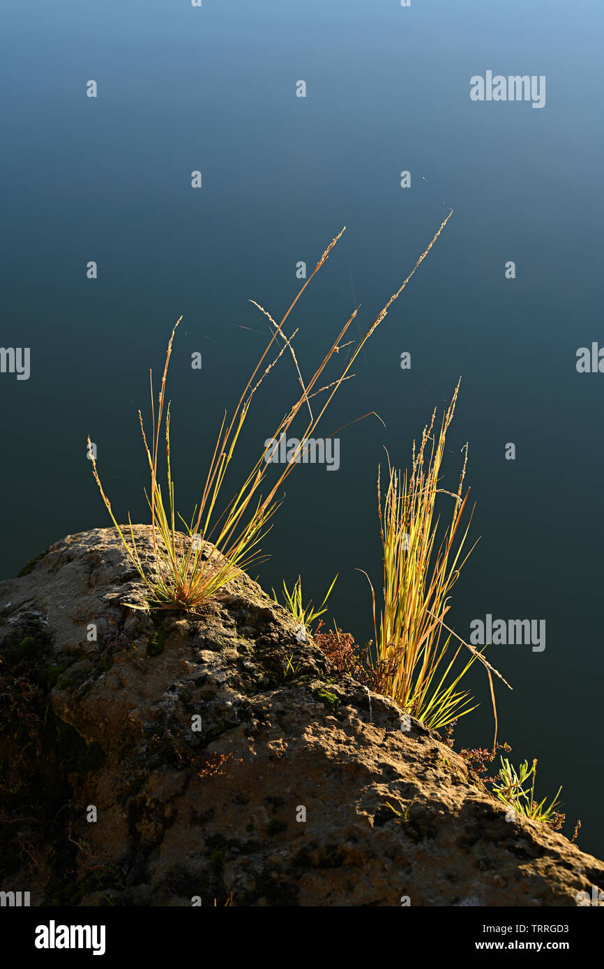Environmental stock photo of grass growing on riverbank, Murray River ...