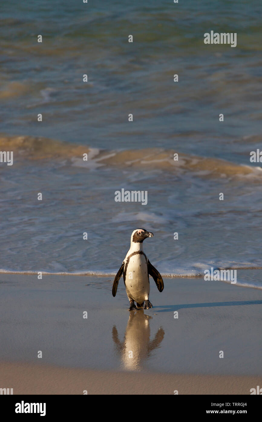 AFRICAN PENGUIN, False Bay, South Africa, Africa Stock Photo - Alamy