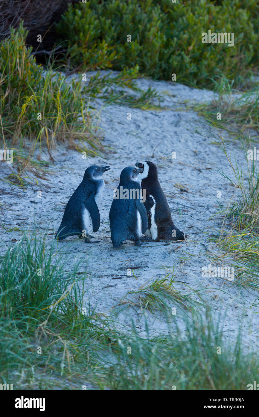 AFRICAN PENGUIN, False Bay, South Africa, Africa Stock Photo - Alamy