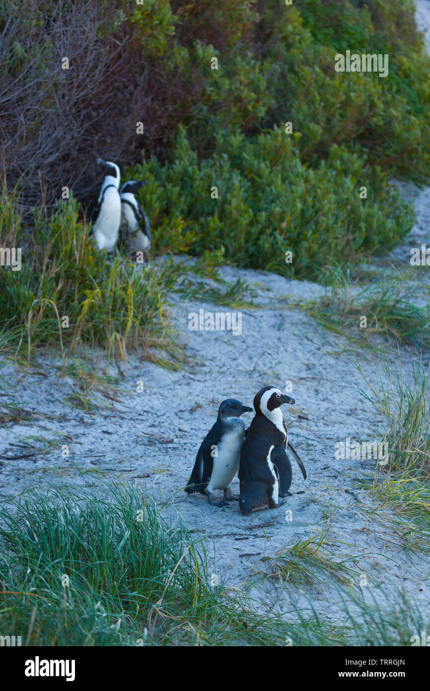 AFRICAN PENGUIN, False Bay, South Africa, Africa Stock Photo - Alamy