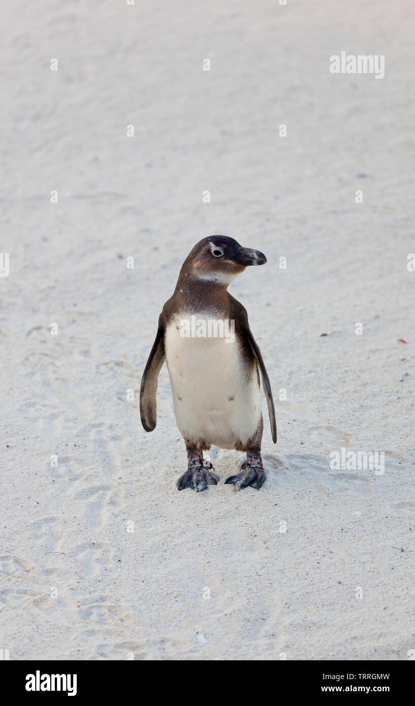 AFRICAN PENGUIN, False Bay, South Africa, Africa Stock Photo - Alamy