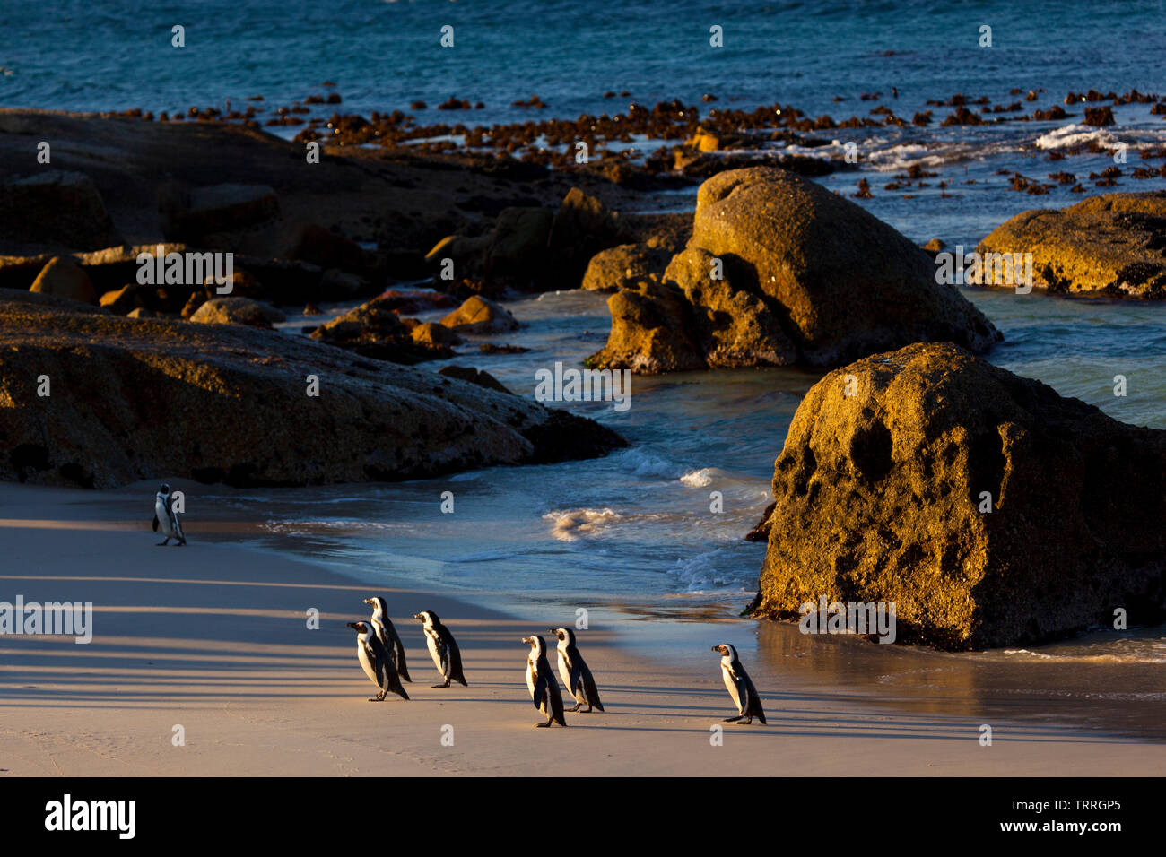 AFRICAN PENGUIN, False Bay, South Africa, Africa Stock Photo - Alamy